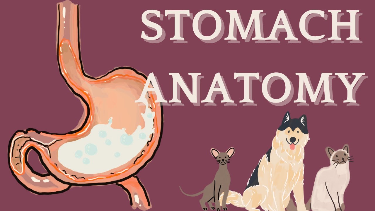 Turns out, nothing is the same... Basic animal stomach anatomy ...