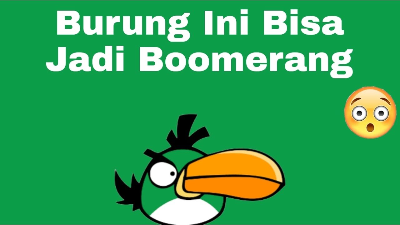 BURUNG HIJAU PARUH PANJANG YANG BISA JADI BOMERANG |Angry Bird 2| - YouTube