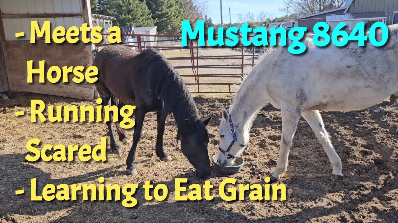 Mustang 8640 starts Running Scared, gets a New Friend, and learns to ...