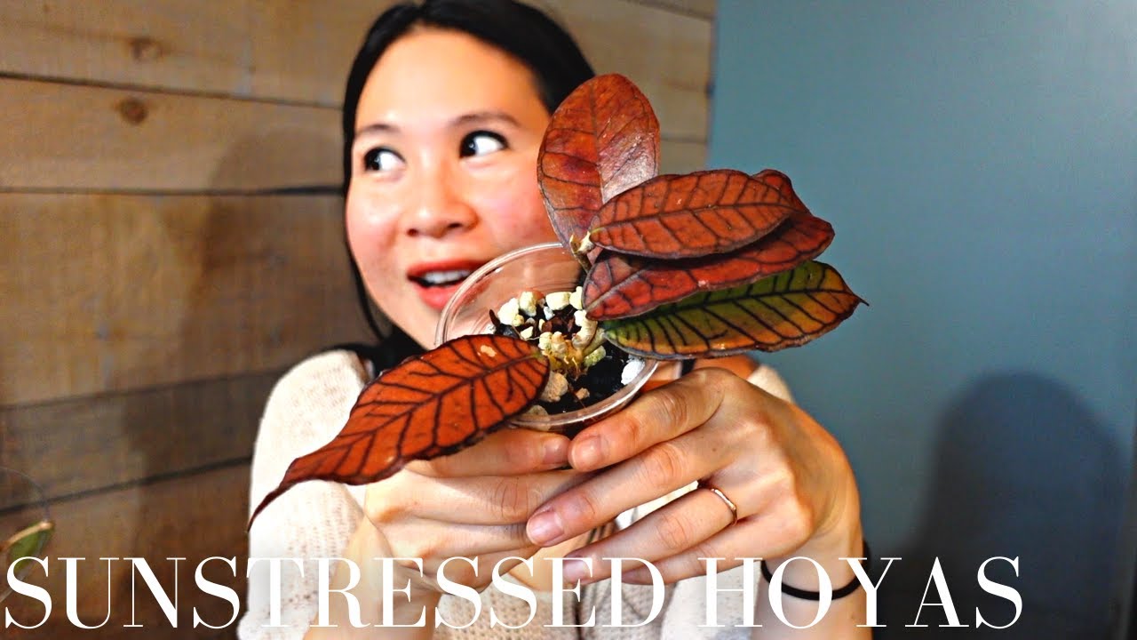 ALL My Sun Stressed HOYAS - YouTube