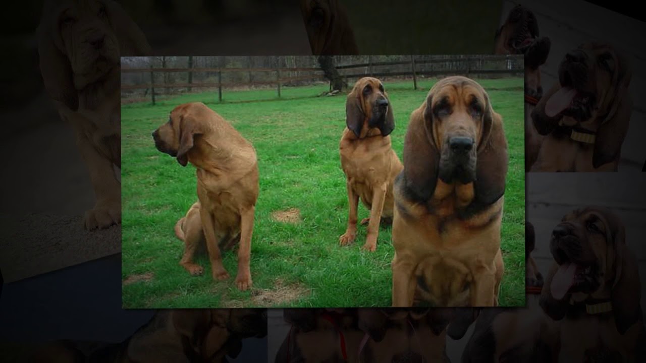 Bloodhound Tracking Training - YouTube