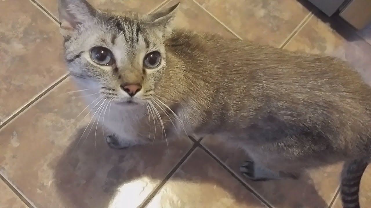 Angelo's Cat Roommate is Too Friendly - YouTube