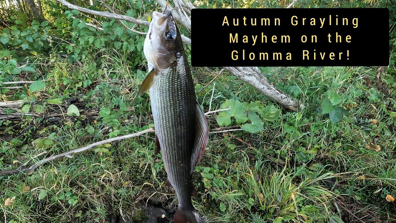 Grayling Feeding Frenzy on Norway’s Glomma River - YouTube