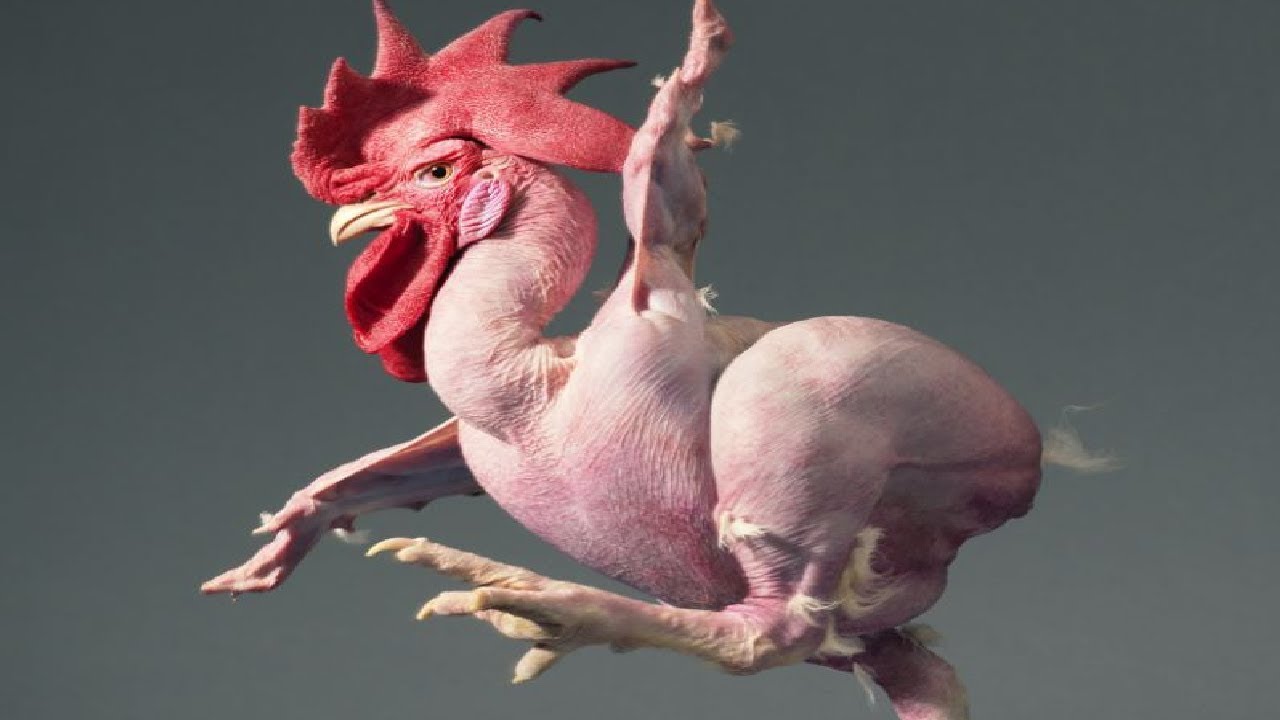 Headbanger // Meme Animation - YouTube