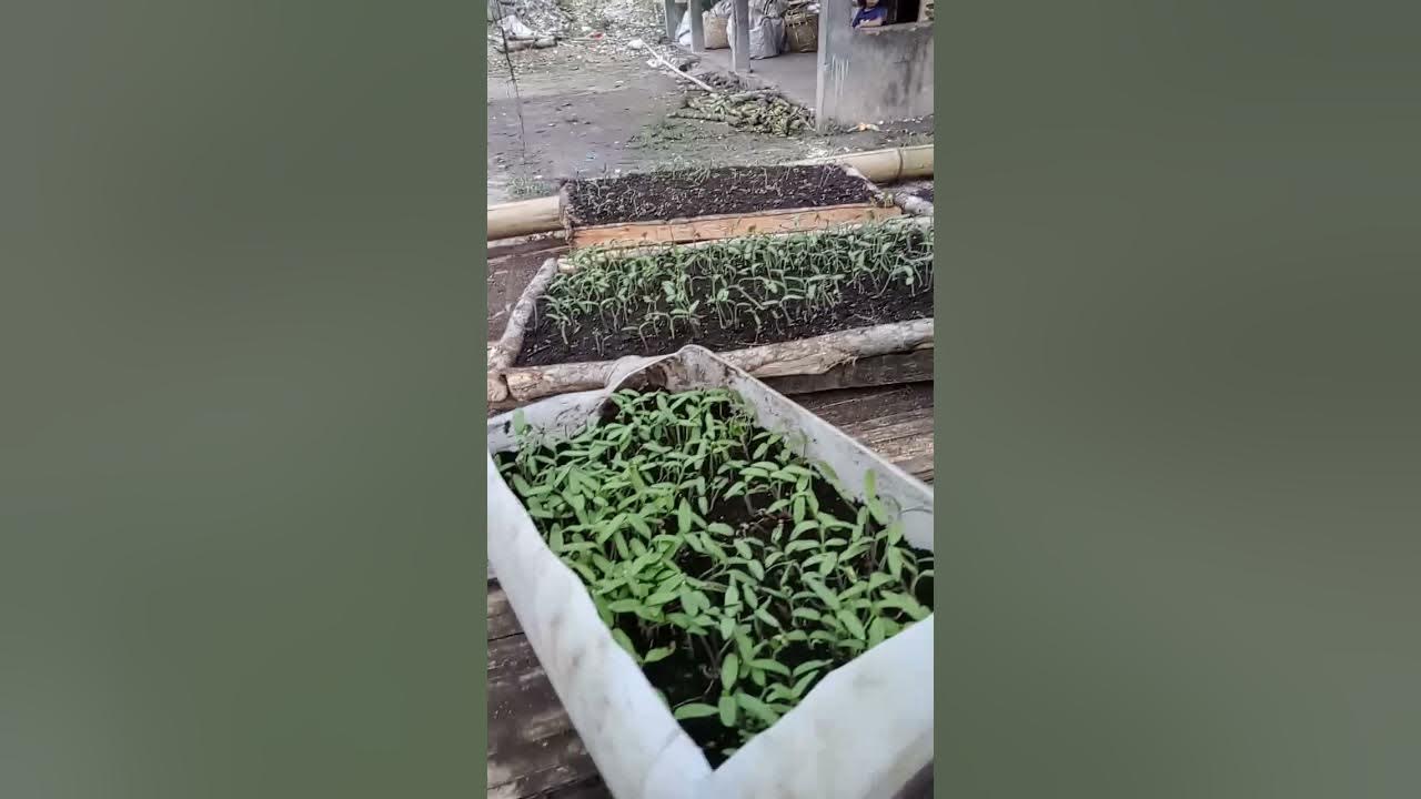 tanaman bibit tomat servo f1 - YouTube