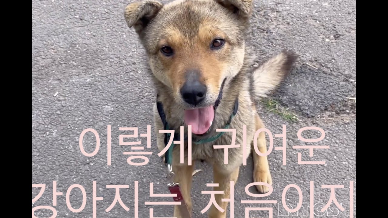 밤색 진돗개 아시나요? Ever seen a dark-brown jindo breed? - YouTube