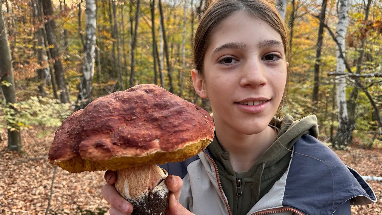 Džinovski borov vrganj - Giant bolete mushroom Boletus pinophilus 10 ...
