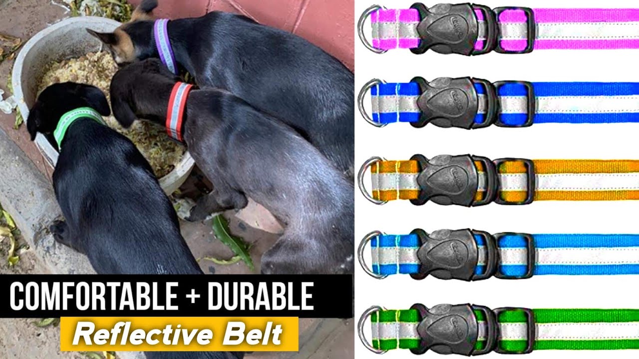 Unboxing Colorful Reflective Dog Belt | Dog Belt Which Shines In Night ...