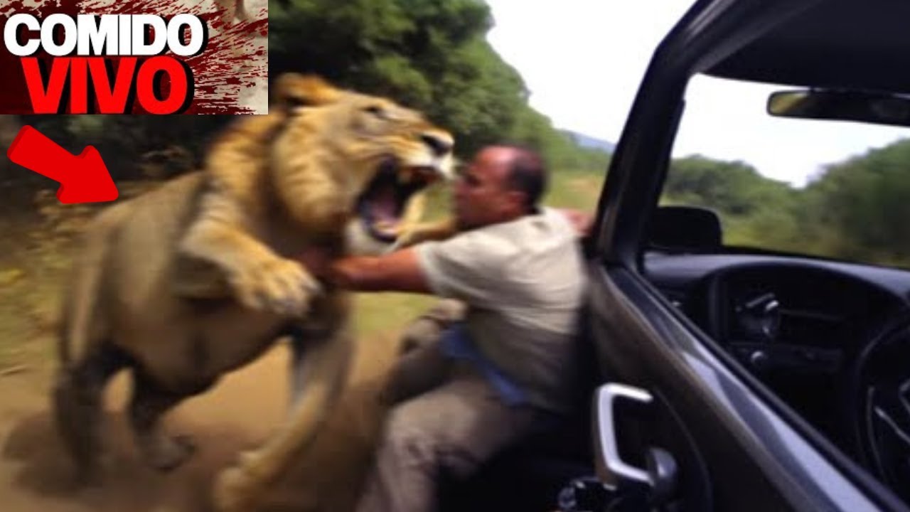 Los Impactantes Ataques de Animales más Mortíferos Jamás Presenciados ...