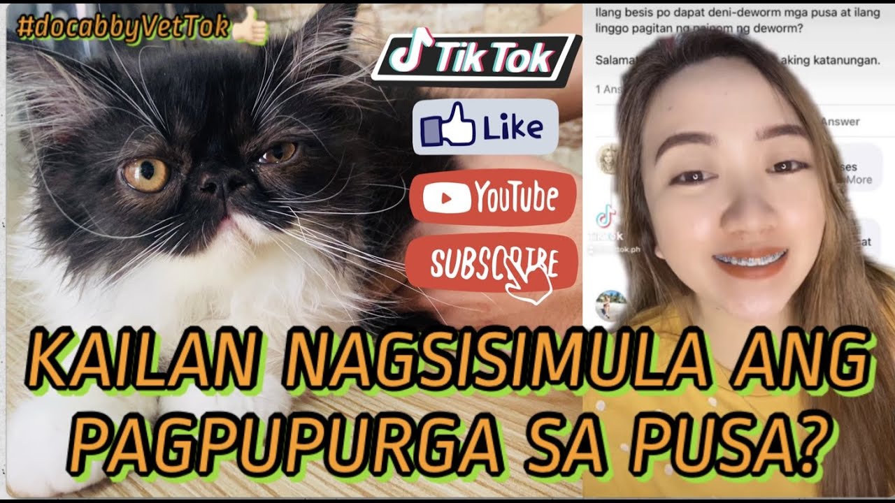 KAILAN DAPAT SIMULAN ANG PAGDEDEWORM O PAGPUPURGA SA PUSA?ILANG BESES ...
