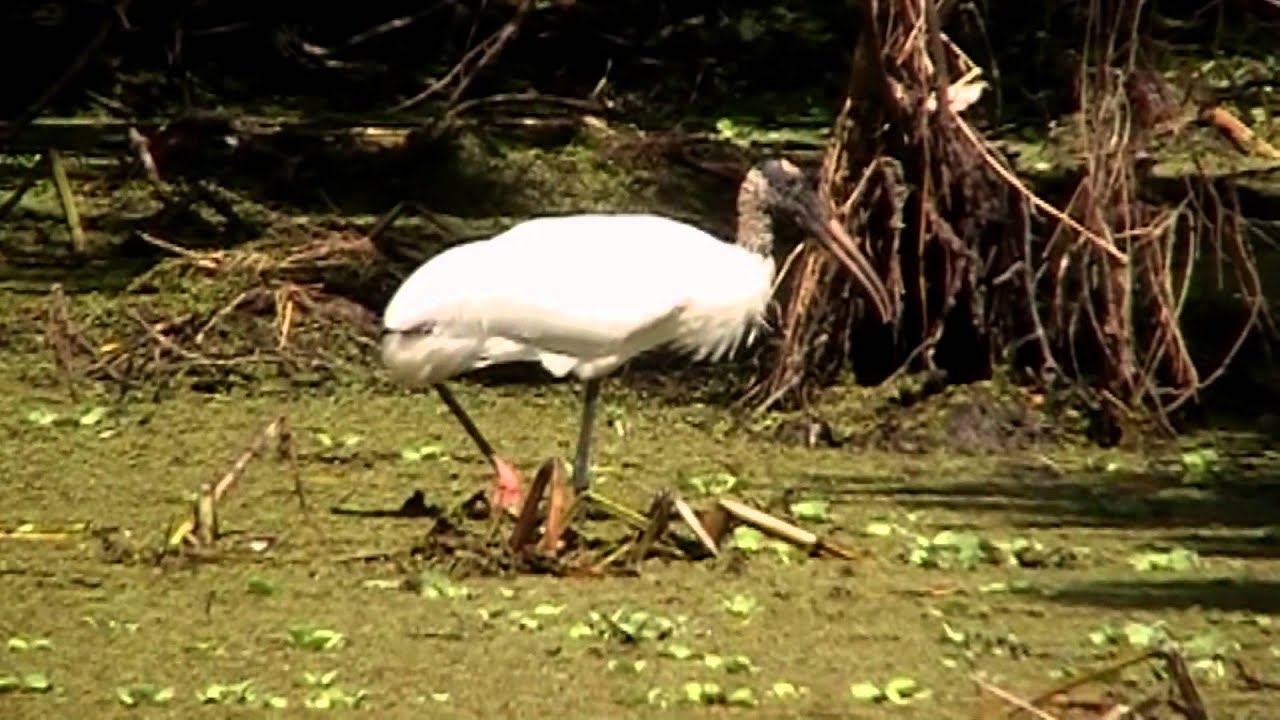 Wood Stork at Corkscrew Swamp Sanctuary - YouTube