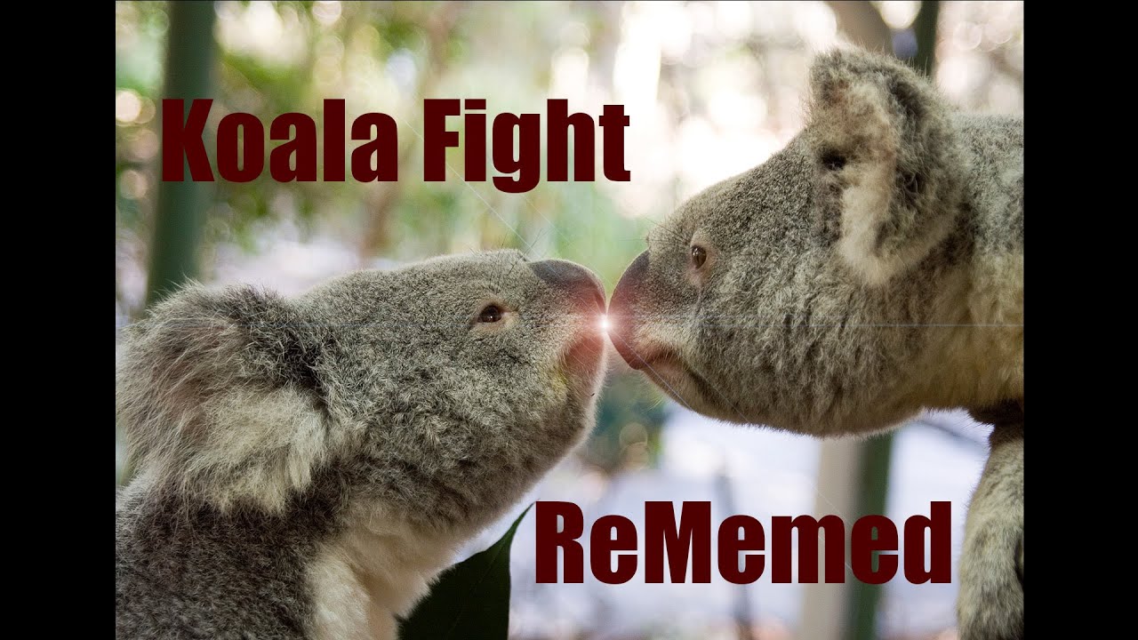 Koala Fight ReMemed - YouTube