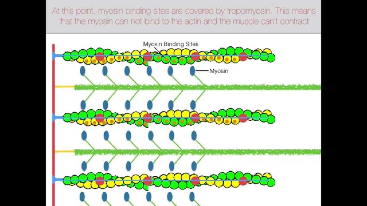 Sarcomere Model - YouTube
