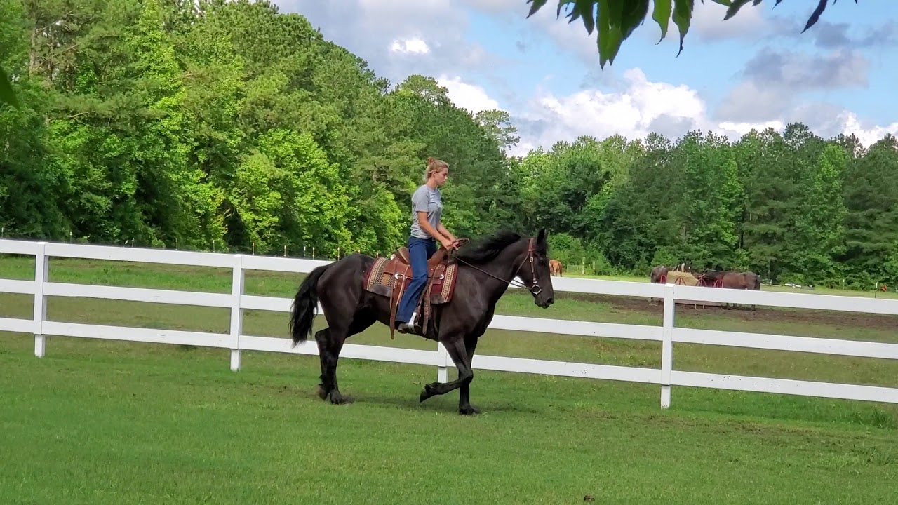 Friesian Morgan cross driving - YouTube