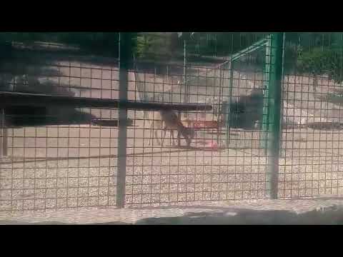 🦌 Geyik Topla Oynuyor | İzlerken Gülüyorsun