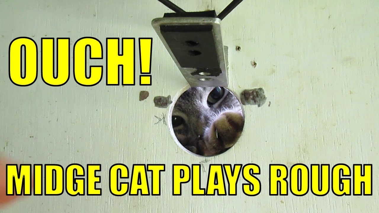 Midge Cat - Playing and Hurting Me! - YouTube