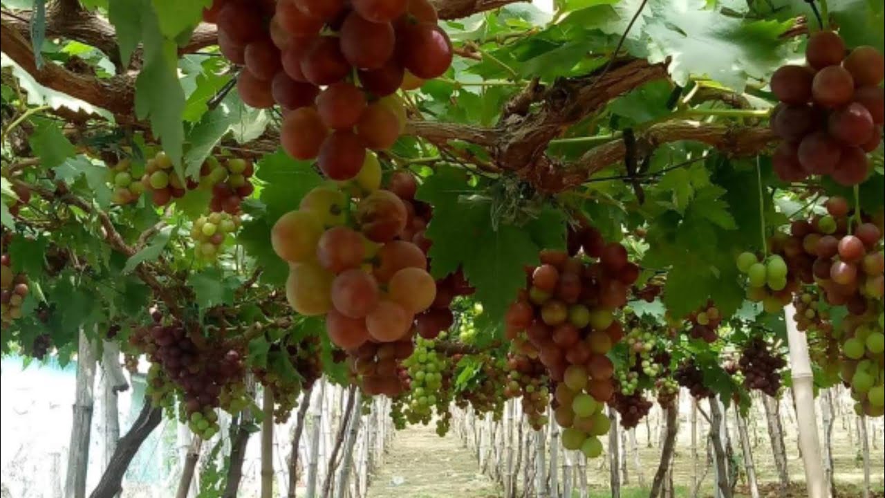 Ubasan sa launion#5 - YouTube