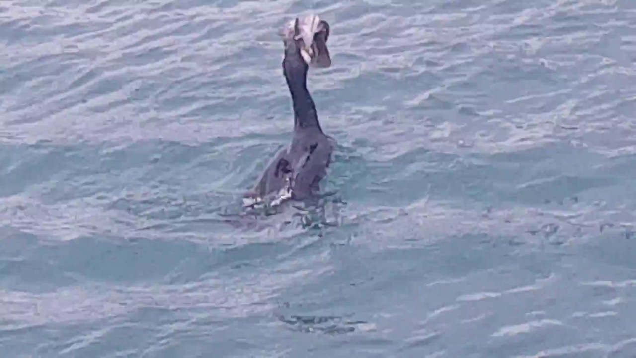 Black Shag (Cormorant, aka Kawau) eats big fish in one gulp (18/Oct ...
