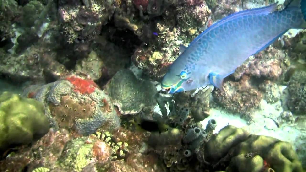 Parrot Fish Munching - YouTube