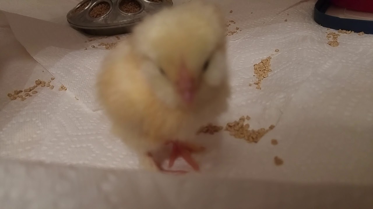 Meet the new baby chicks...1 day old - YouTube