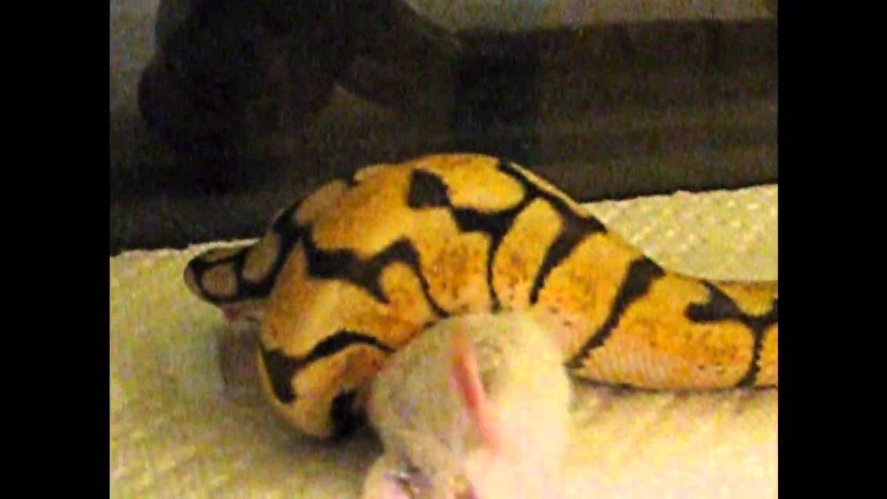 Bumblebee Ball Python I Feeding - YouTube