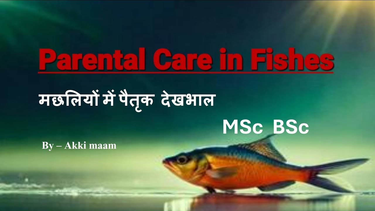 Parental care in fishes | मछलियों में पैतृक देखभाल | MSc fish and ...