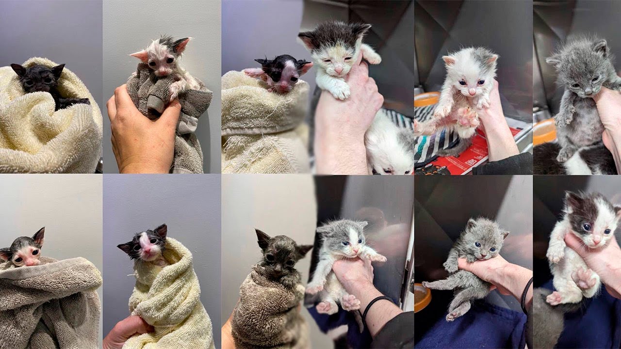 Orphaned homeless kittens were purring happily in a warm and cozy nest ...