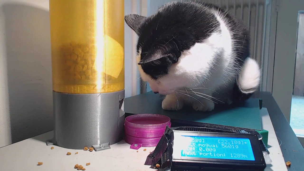 My cats eating (Live cat stream) - YouTube
