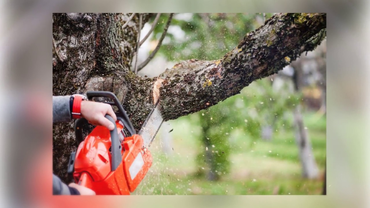 Rob Keyzor Tree Surgeons & Arboricultural Consultants - YouTube