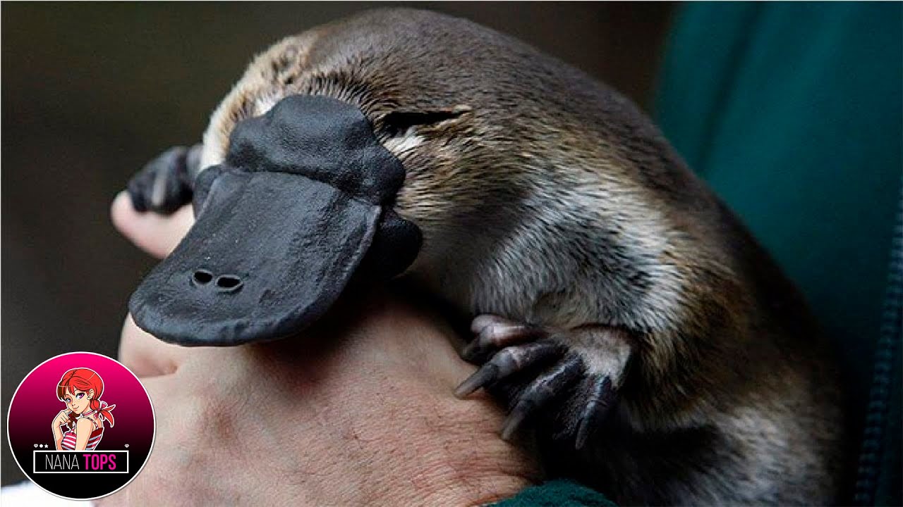 TOP 10 ANIMALES MAS PELIGROSOS DEL MUNDO - YouTube