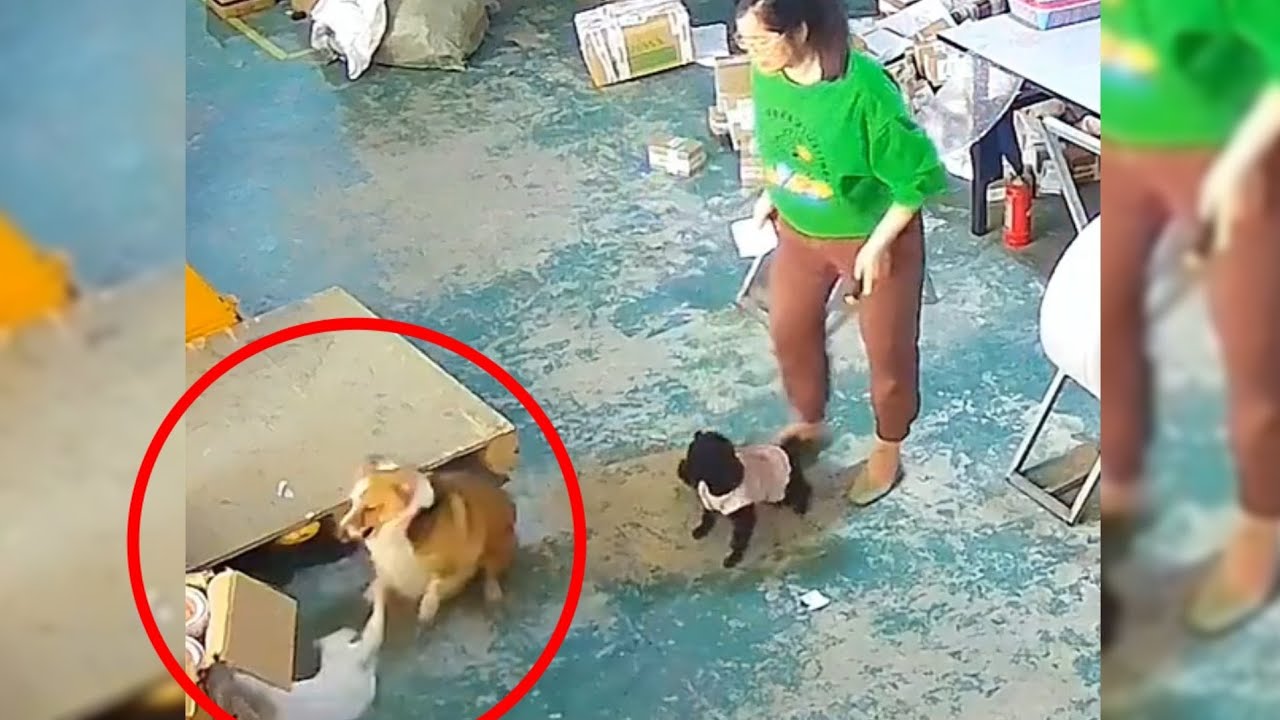 papi yo no estoy solo Perros Viral - YouTube