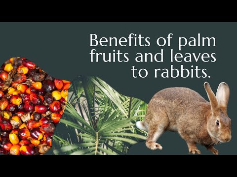 Benefits of palm fruits and leaves to rabbits - YouTube