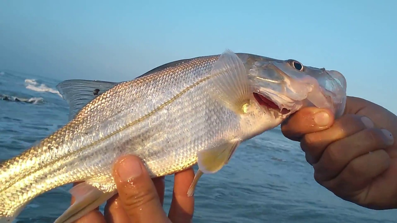 Robalo no rio Mongaguá - YouTube