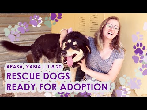 Rescue Dogs Needing Homes in Apasa, Spain | Adopt Dont Shop! - YouTube