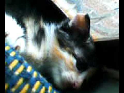 gatos salva-vida....