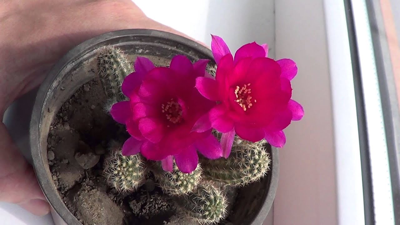 Notocactus sp - YouTube