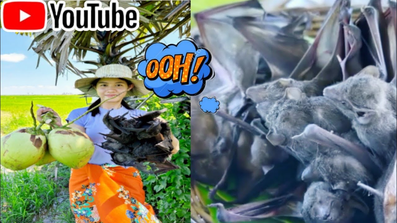 Bat recipe & eating /yummy bat soup /village grils cooking in forest ...