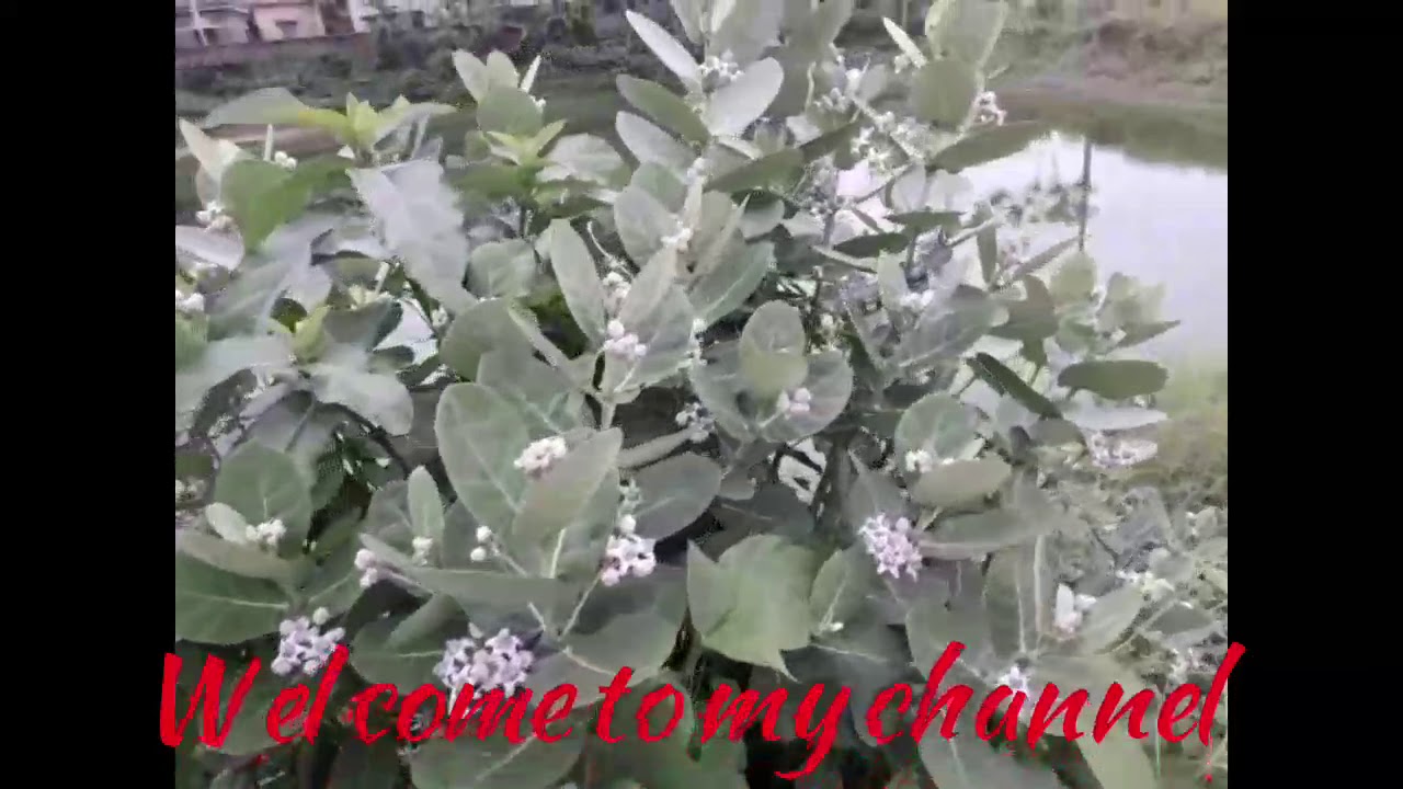 Akanda// Medicinal plants// wonderful natural remedy of painful gout ...