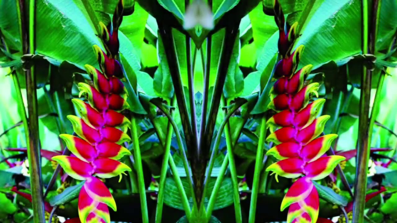 Congo Flowers roses and beautifull flowers - YouTube