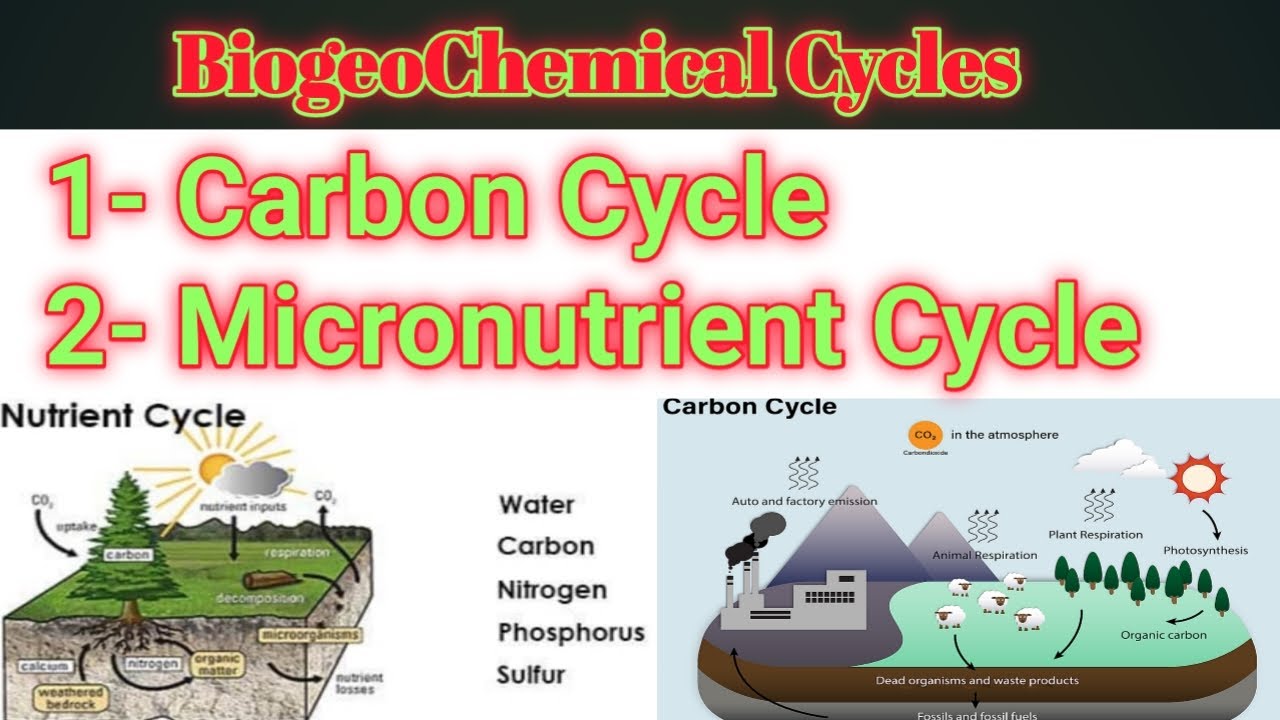 Calcium Nutrient Cycle