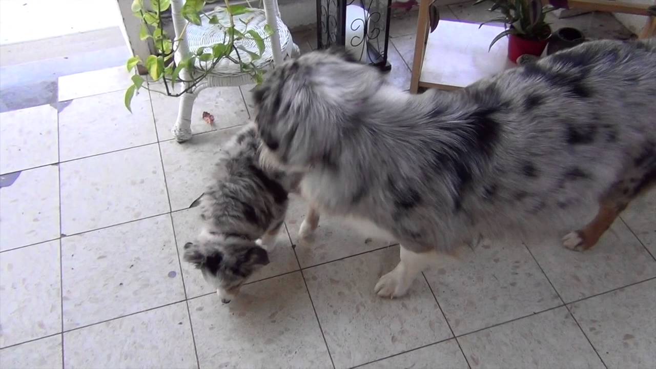 Search! A fun game to play with your dogs. - YouTube