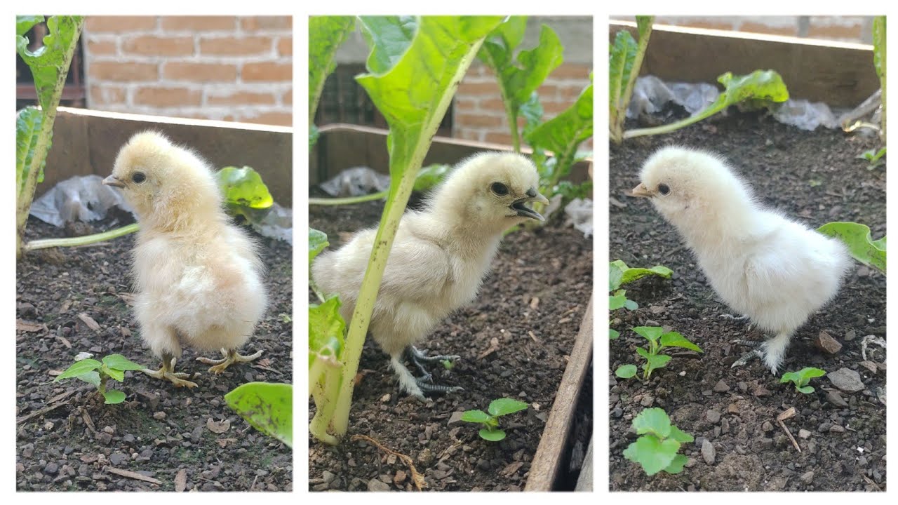 Nos nacieron pollitos sedosos del Japón, Conócelos... - YouTube