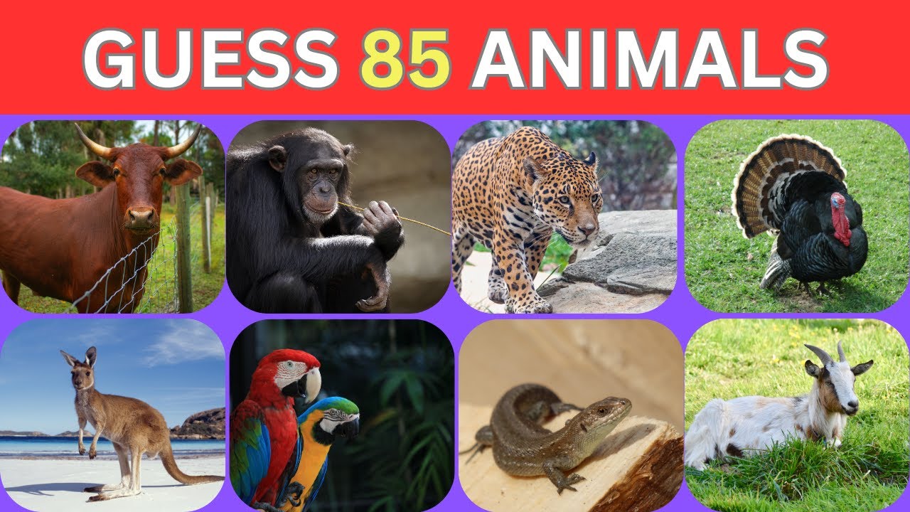 Guess the Animal | 85 Animals Quiz - YouTube
