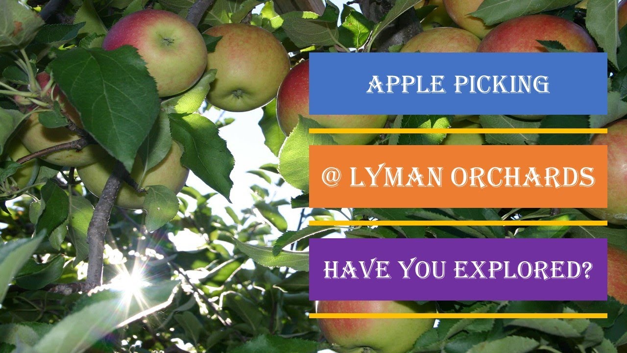 Apple picking at Lyman orchards in Connecticut - YouTube