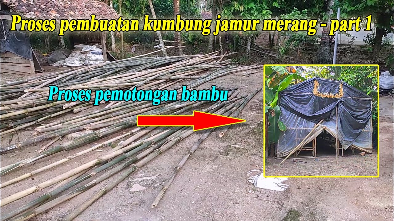 Proses pembuatan kumbung jamur merang part 1 (pemotongan ukuran bambu ...