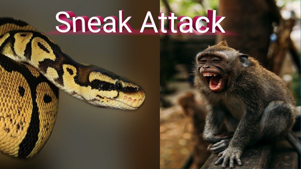 Brown Python Sneak Attack Monkey||The Monkey Climbed Mountain and Threw ...