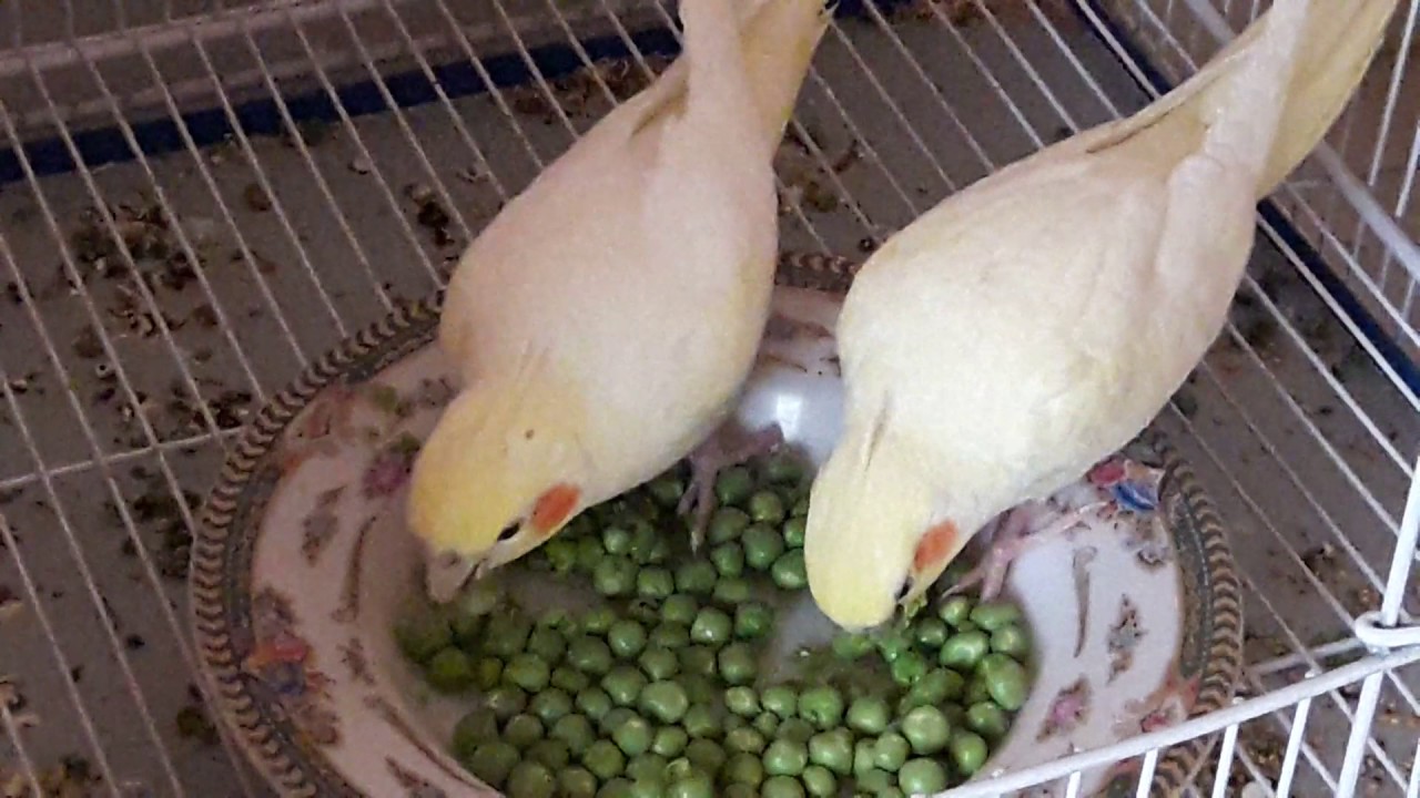 Cockatiel Parrot Eating green peas - YouTube