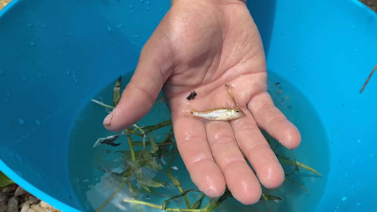 Catching baby bass - YouTube