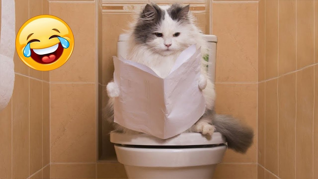 🐱 The Purr-fect Comedy: Cats Making Us Laugh! 😂 Trending Funny Animals ...