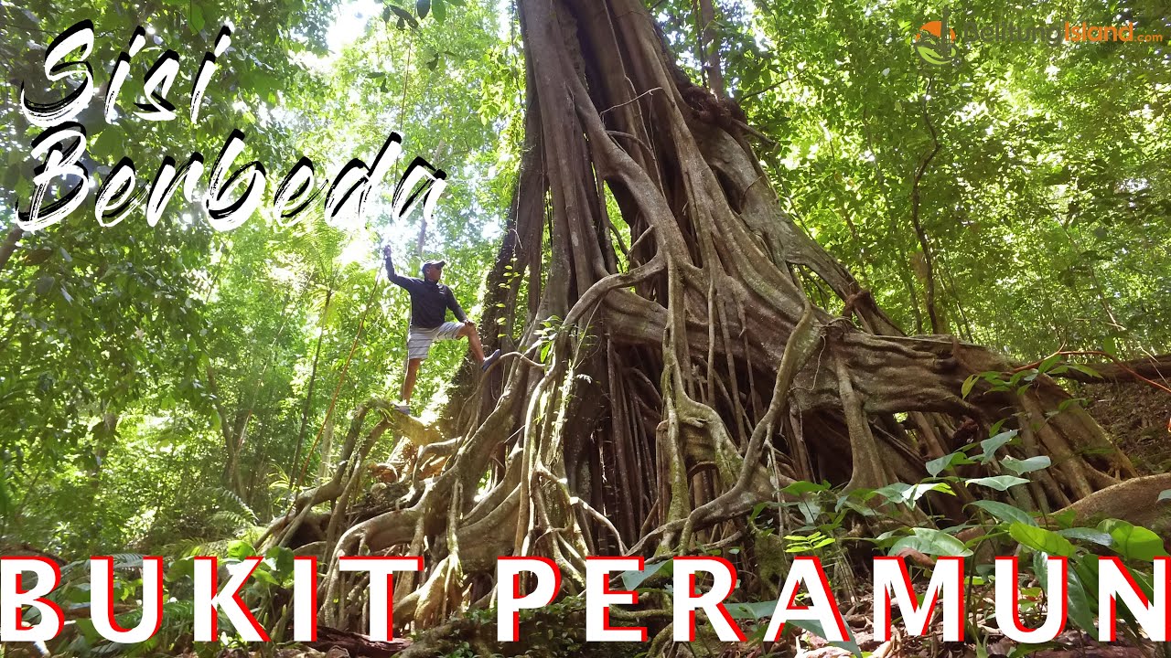 Wow Pohon Unik Memiliki 1000 Akar ( Bukit Paramun Belitung Unesco ...